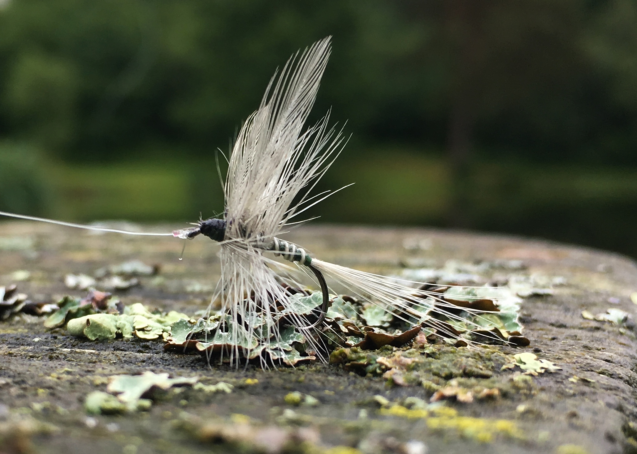 16 June – Dry Fly Only – Sussex Trout Fishing … and Devon
