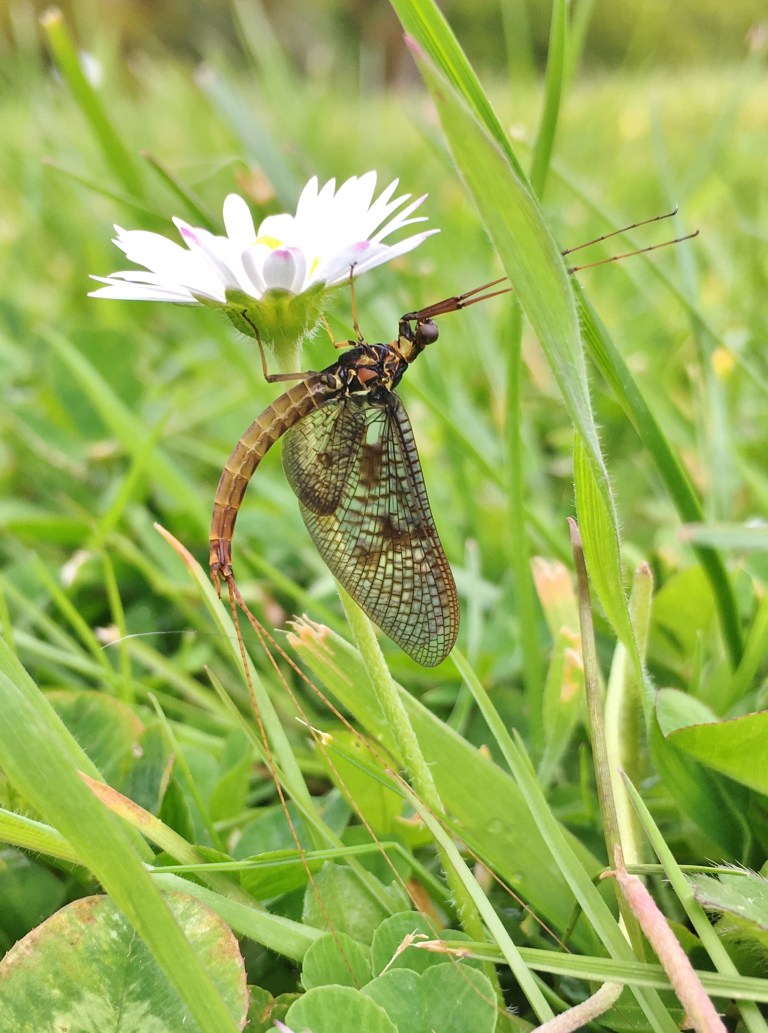 Mayfly – Ephemera danica – Sussex Trout Fishing … and Devon
