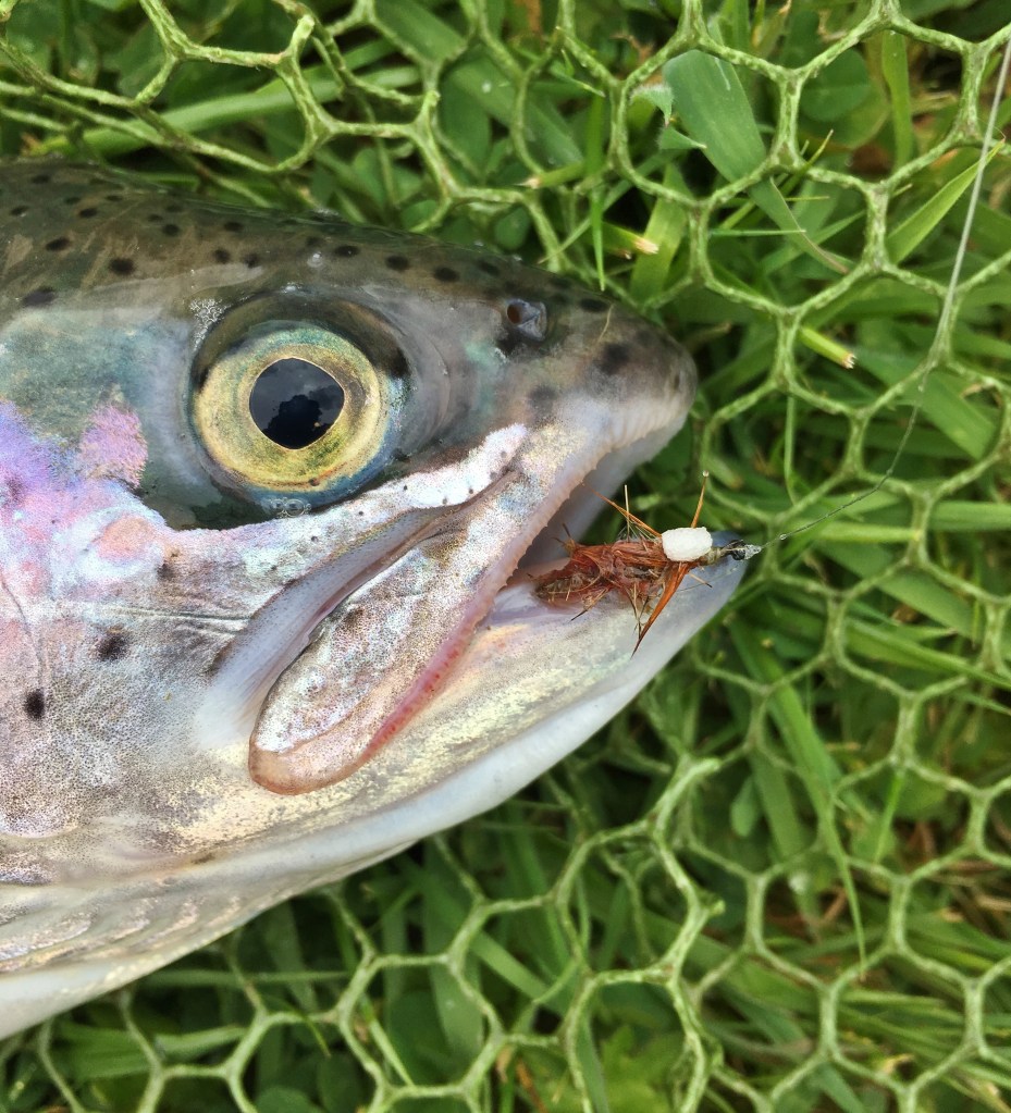 18 May – Blue Trout – Sussex Trout Fishing … and Devon