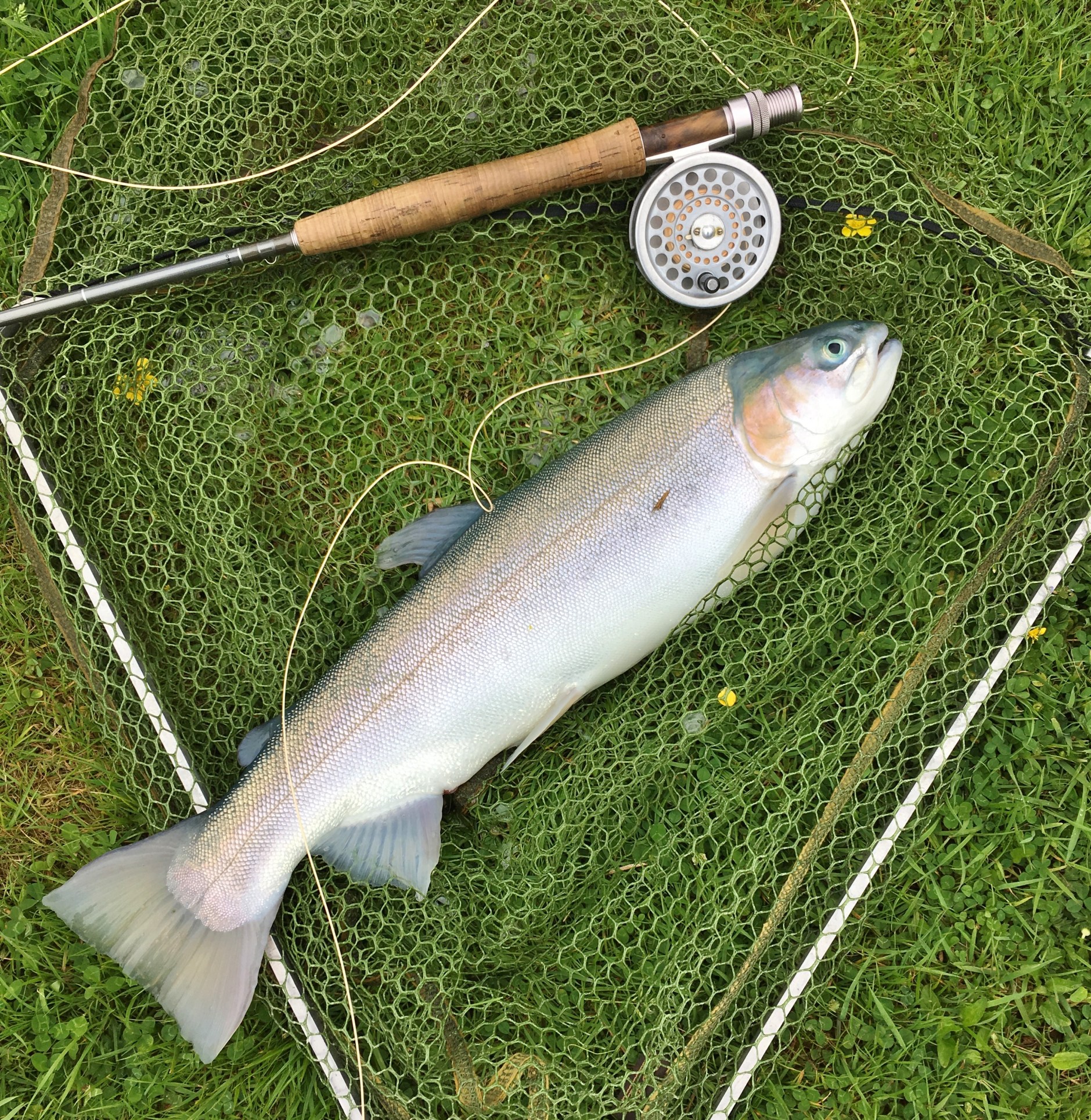18 May – Blue Trout – Sussex Trout Fishing … and Devon