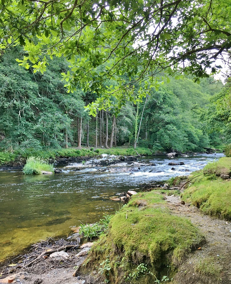24 June – River Tavy – Sussex Trout Fishing … and Devon