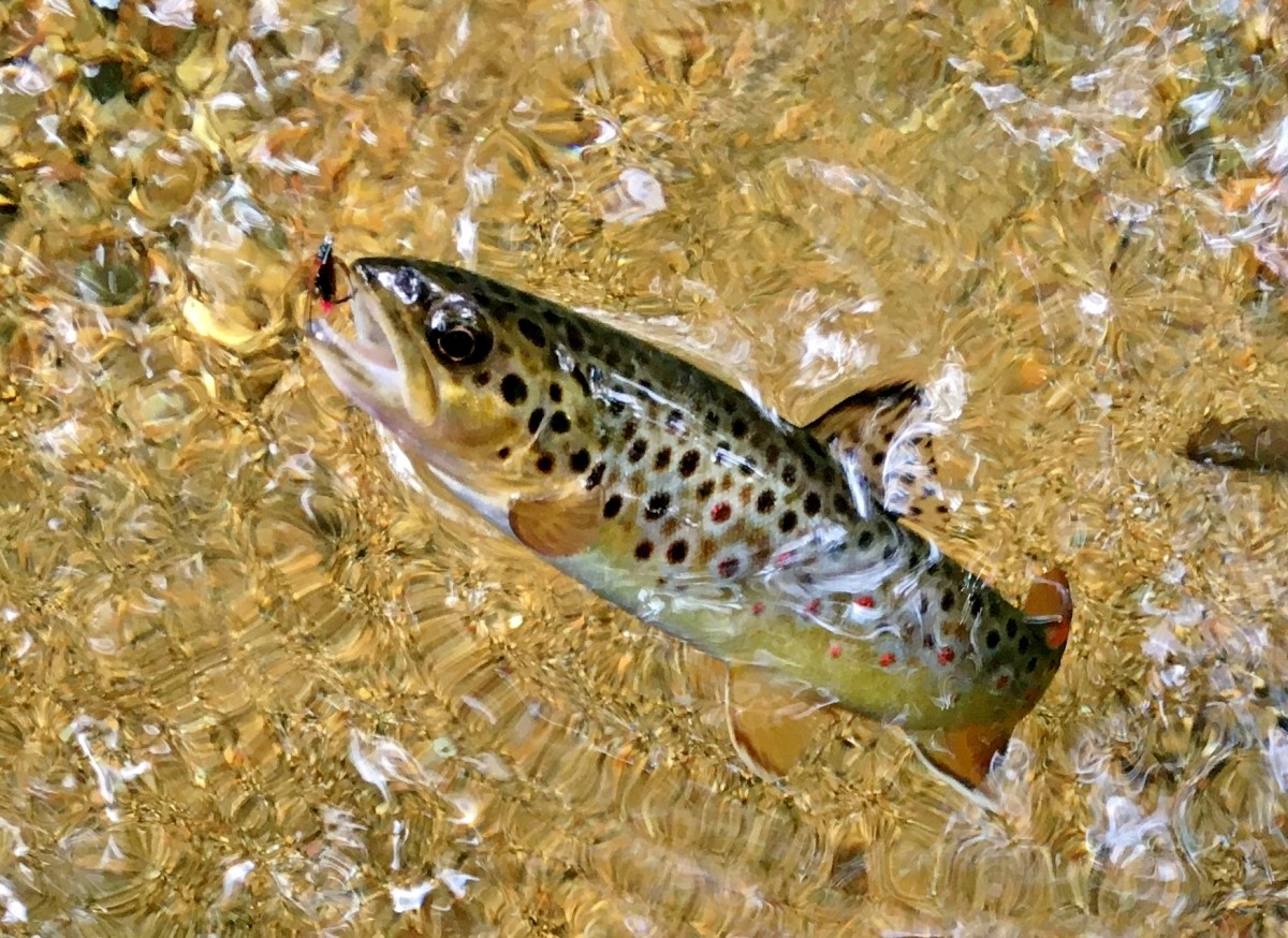 2 September – River Plym – Sussex Trout Fishing … and Devon