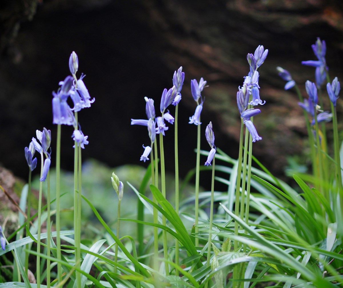 3 May – Bluebells – Sussex Trout Fishing … and Devon