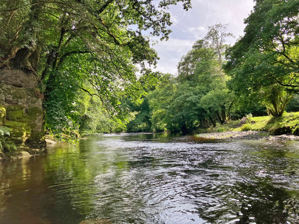 17 July – River Tavy – Sussex Trout Fishing … and Devon