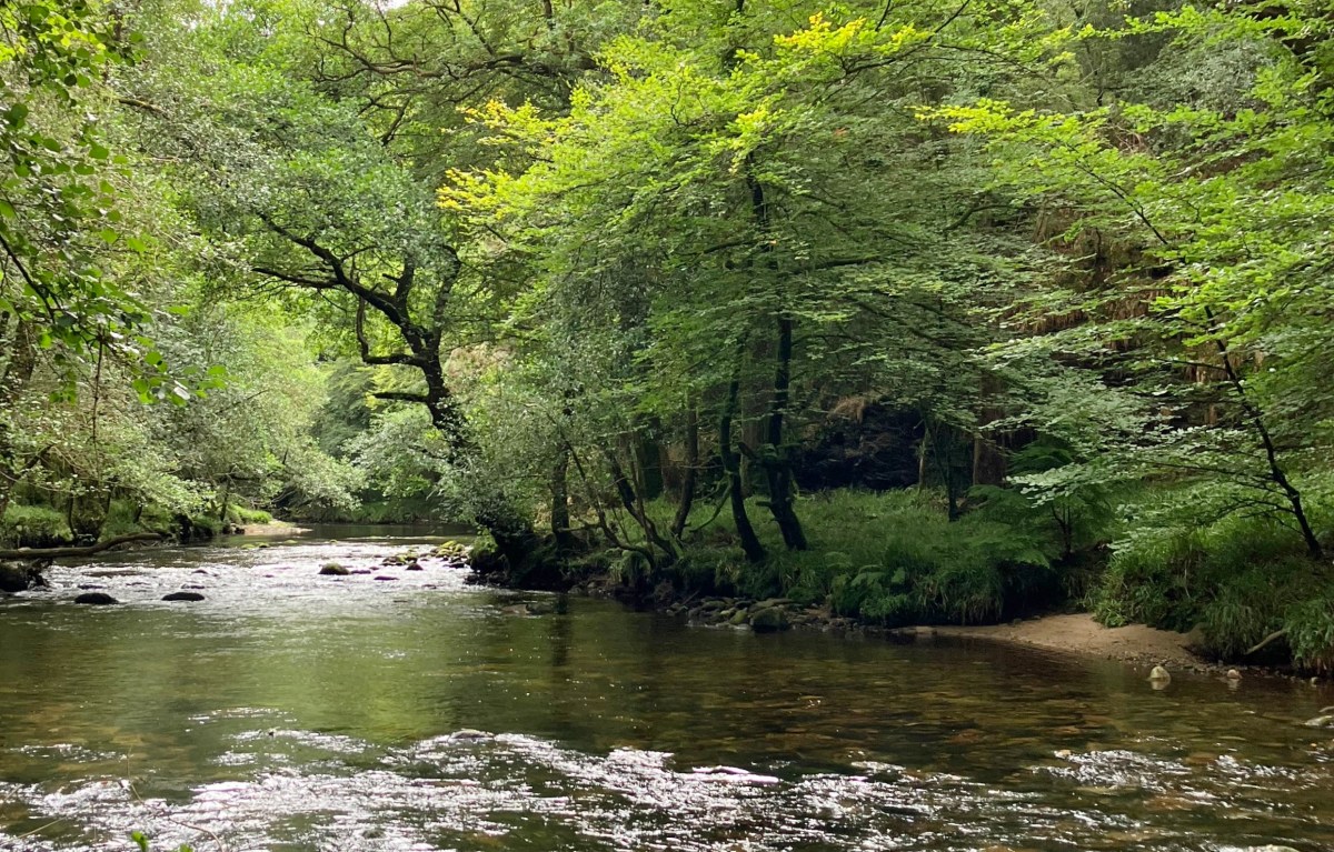 30 August – River Plym – Sussex Trout Fishing … and Devon