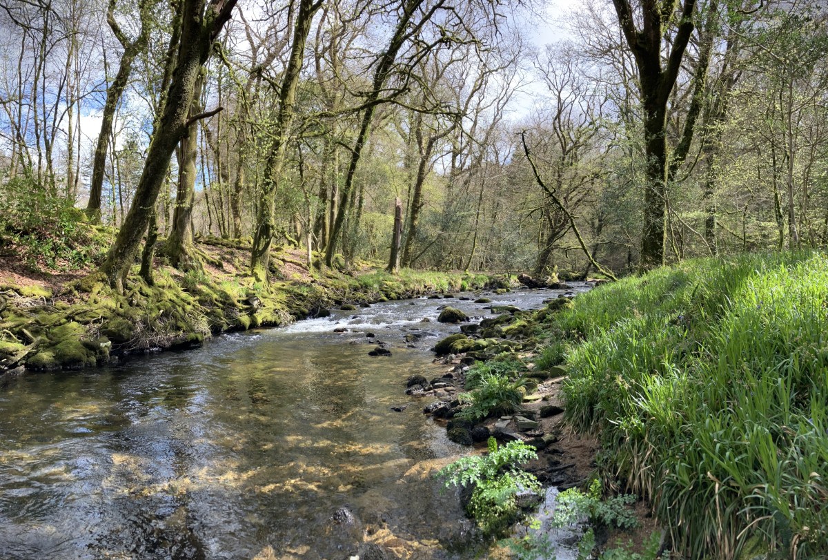 17 April – River Walkham – Sussex Trout Fishing … and Devon