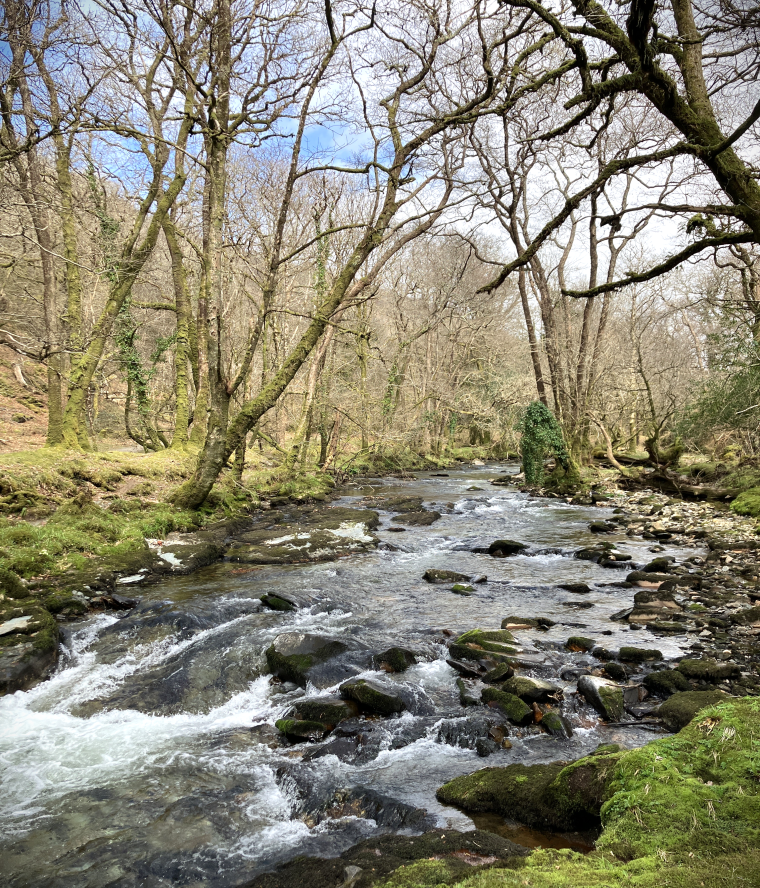 Sussex Trout Fishing … and Devon – Trout Fishing Diary